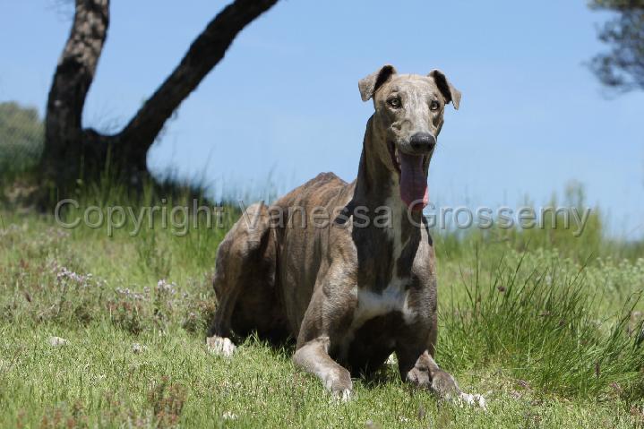 PHOTOTHEQUE VANESSA GROSSEMY/LEVRIER ANGLAIS - GREYHOUND/GREYHOUND 131