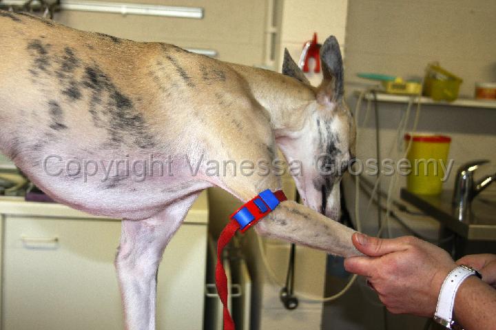 PHOTOTHEQUE VANESSA GROSSEMY/SANTE - VETERINAIRE/CHEZ LE VETERINAIRE ...