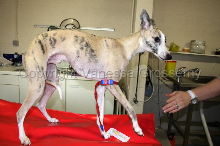 PHOTOTHEQUE VANESSA GROSSEMY/SANTE - VETERINAIRE/CHEZ LE VETERINAIRE ...